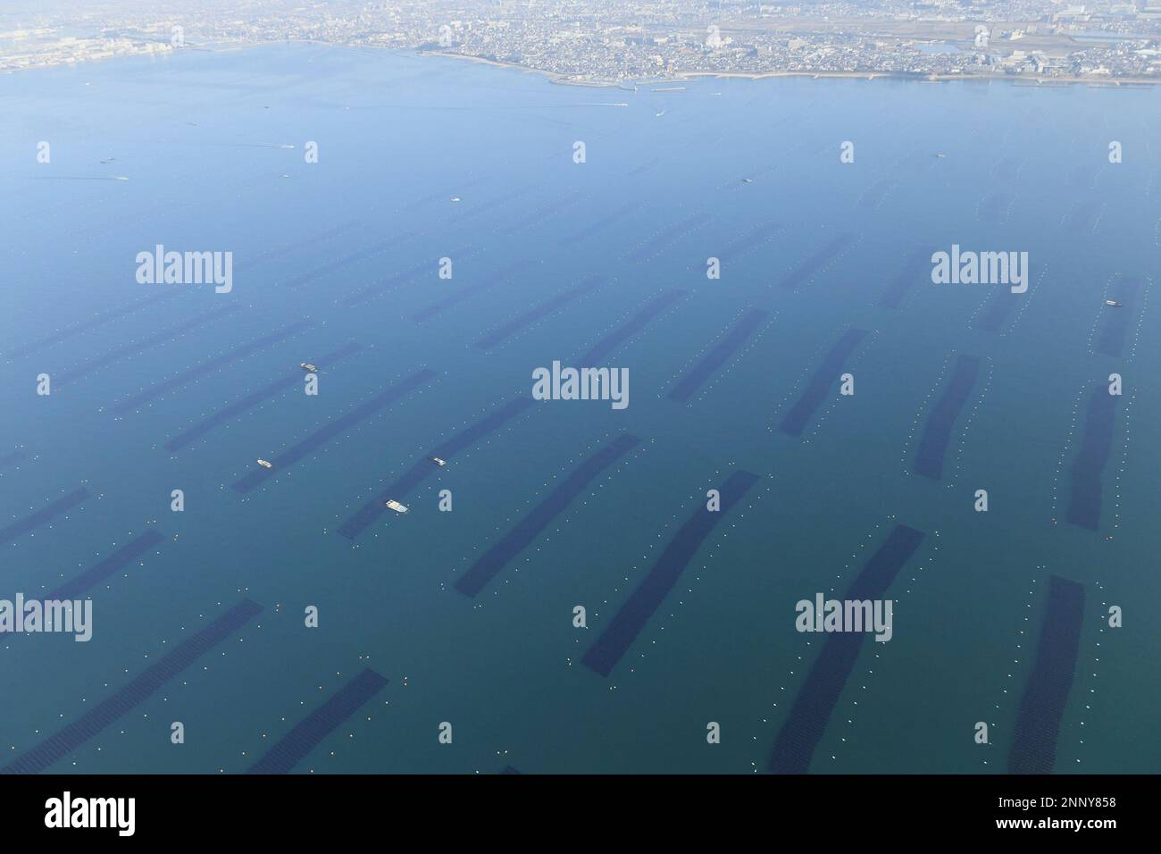 An aerial photo shows fishery boats harvesting farmed seaweed at Seto ...