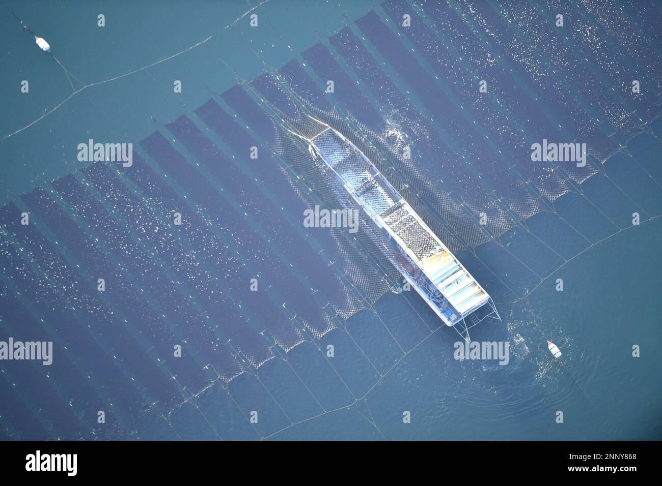 An aerial photo shows fishery boats harvesting farmed seaweed at Seto ...