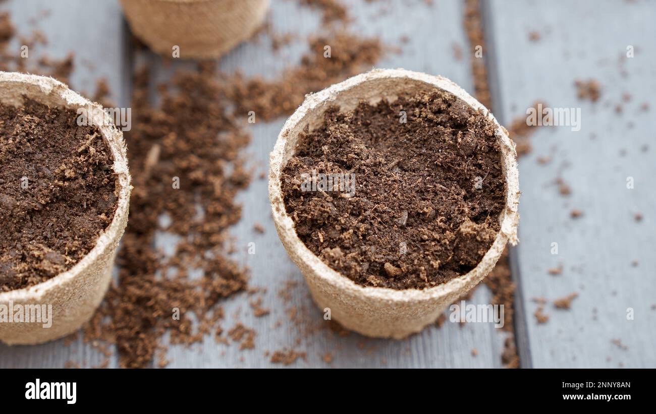 Rows of seedlings in eco friendly biodegradable peat pots, top view ...
