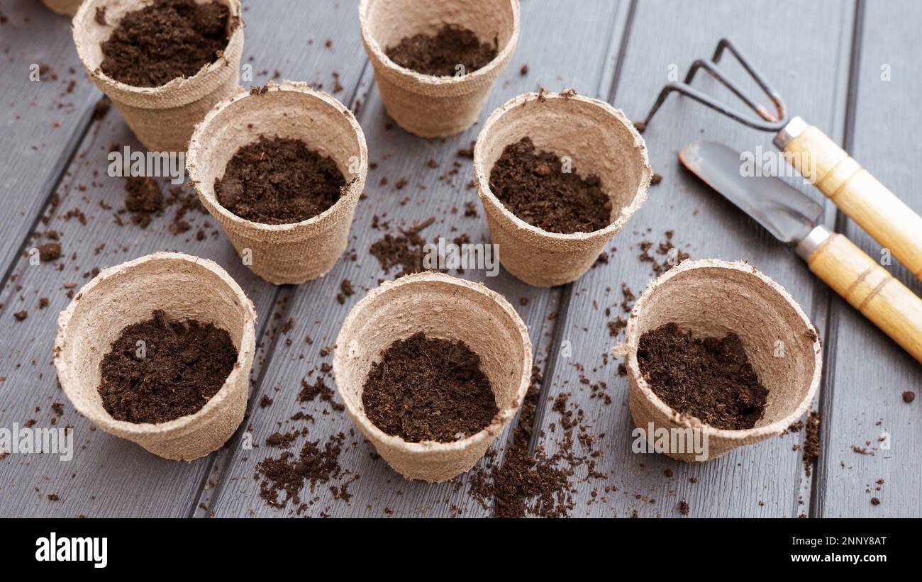Rows of seedlings in eco friendly biodegradable peat pots, top view ...