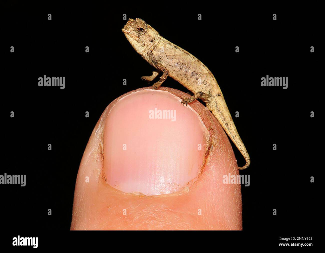 Picture taken in 2012 in Munich, Germany shows a newly discovered ...