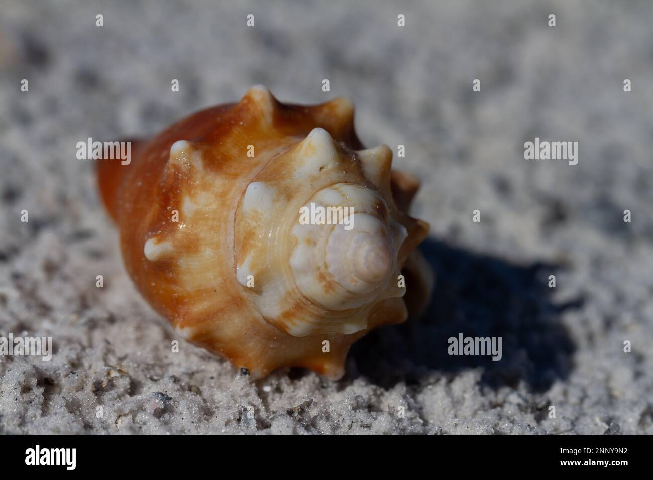 Florida fighting conch hi-res stock photography and images - Alamy