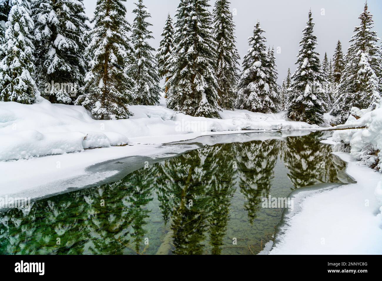 Trees with snow reflecting in water, Lake Louise, Alberta, Canada Stock ...