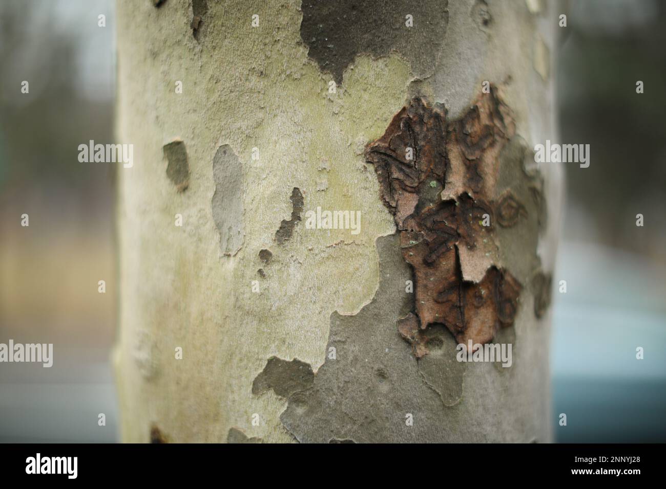 Gum tree roots hi-res stock photography and images - Alamy