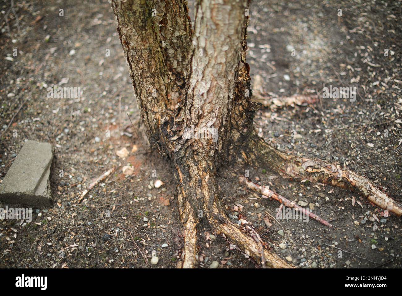 Wooden tree roots hi-res stock photography and images - Alamy