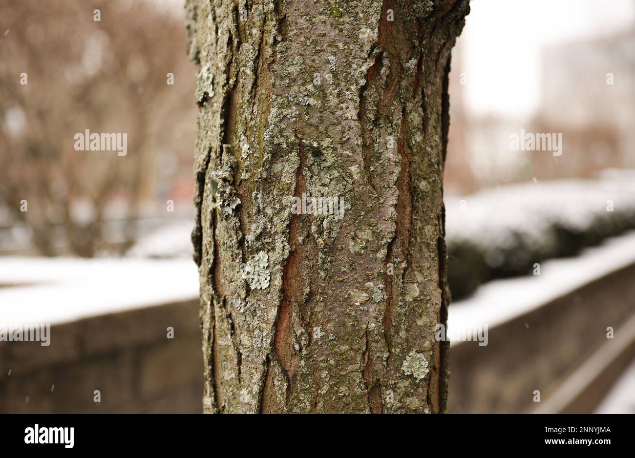 Tree trunk and roots nature wooden outdoors Stock Photo - Alamy