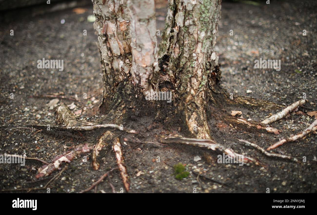 Wooden tree roots hi-res stock photography and images - Alamy