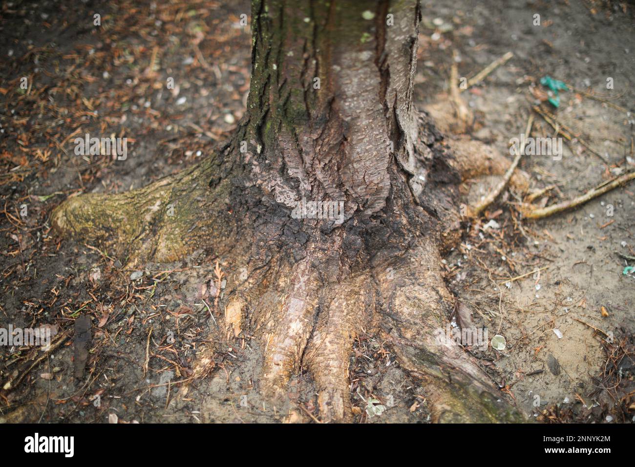 Wooden tree roots hi-res stock photography and images - Alamy