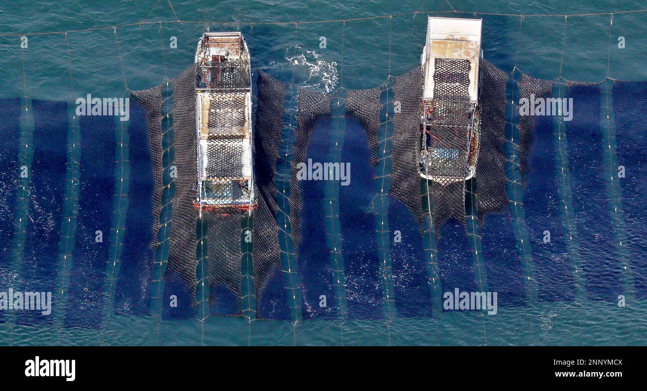 An aerial photo shows boats for harvesting cultured seaweed at Seto ...