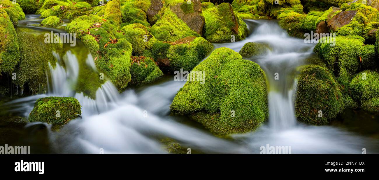 Spurling Creek flowing through moss covered rocks, Alberta, Canada ...
