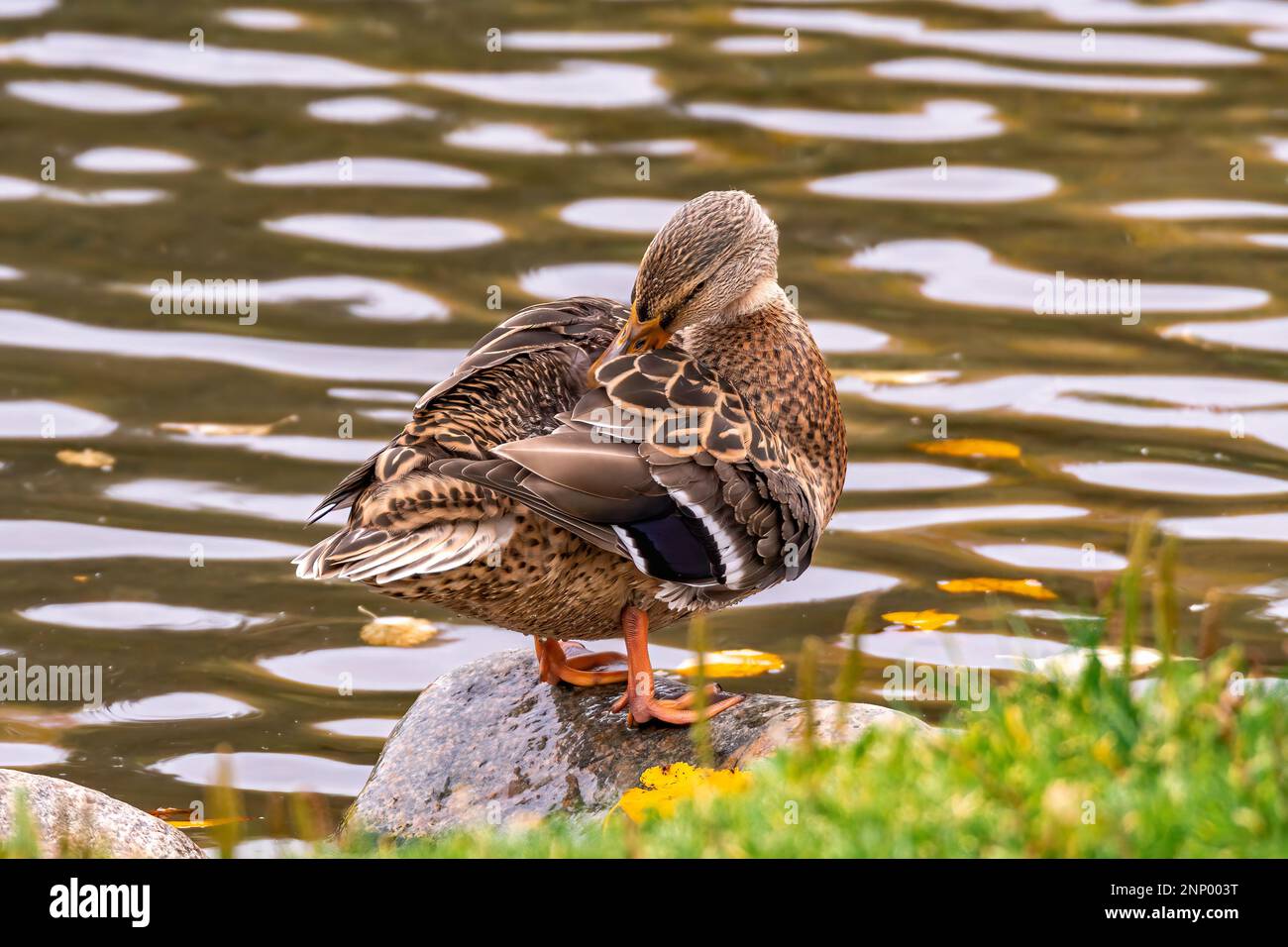Female mallard duck (Anas platyrhynchos) cleaning its feathers at a ...