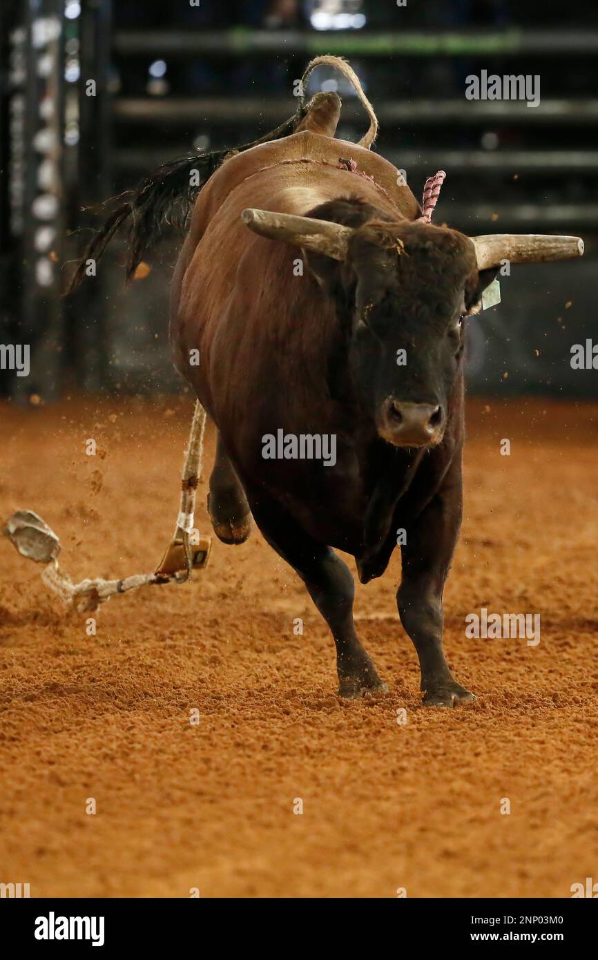 OKEECHOBEE, FL - JANUARY 30: Bull Walks Far charges during the PBR ...