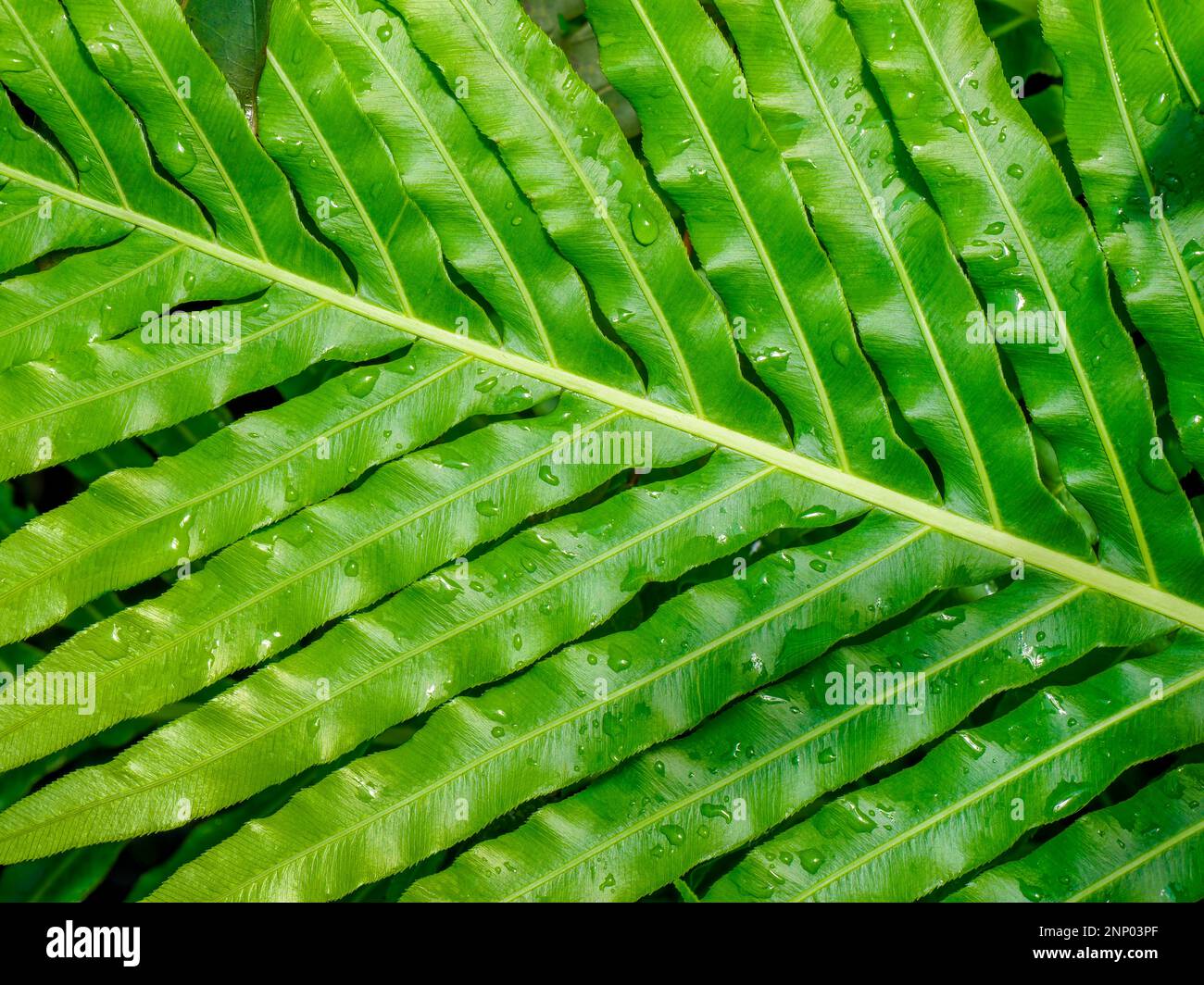 Beauty in nature green color hi-res stock photography and images - Alamy