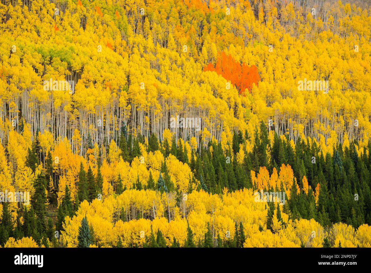 Autumn landscape with forest on hillside, Durango, Colorado, USA Stock ...