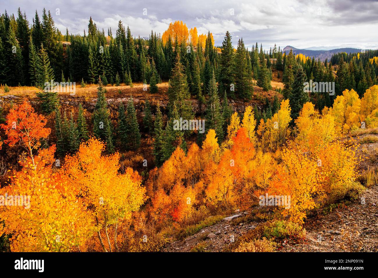 Autumn landscape with forest on hillside, Durango, Colorado, USA Stock ...