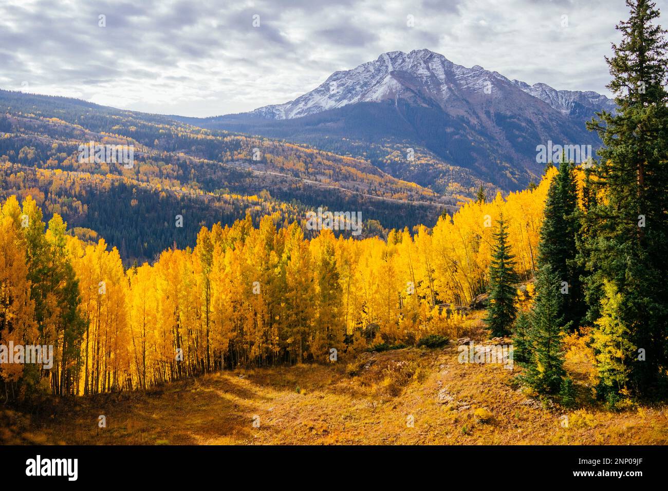 Mountain and forest scene hi-res stock photography and images - Alamy