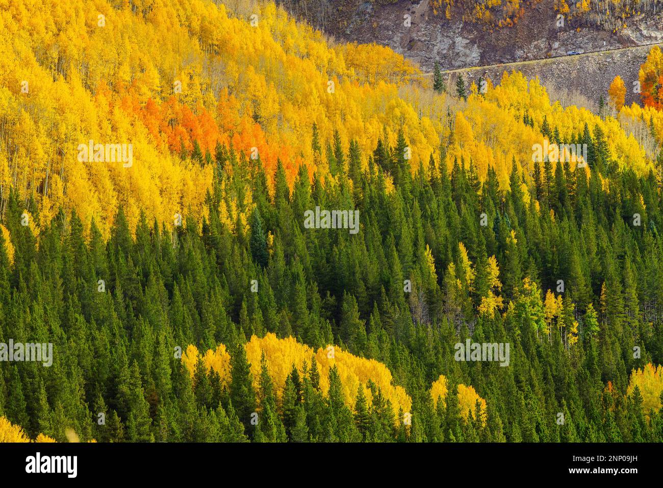 Autumn landscape with forest, Durango, Colorado, USA Stock Photo - Alamy