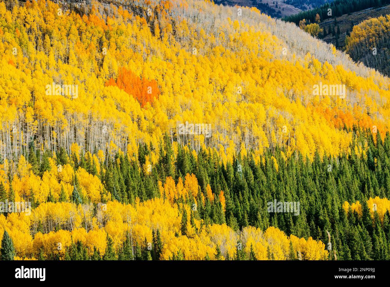 Autumn landscape with forest on hillside, Durango, Colorado, USA Stock ...