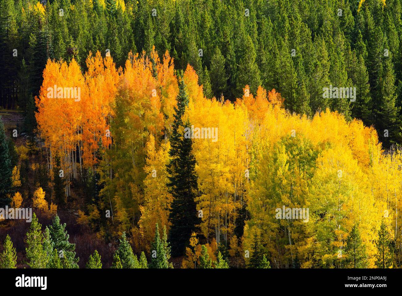 Autumn landscape with forest, Durango, Colorado, USA Stock Photo - Alamy