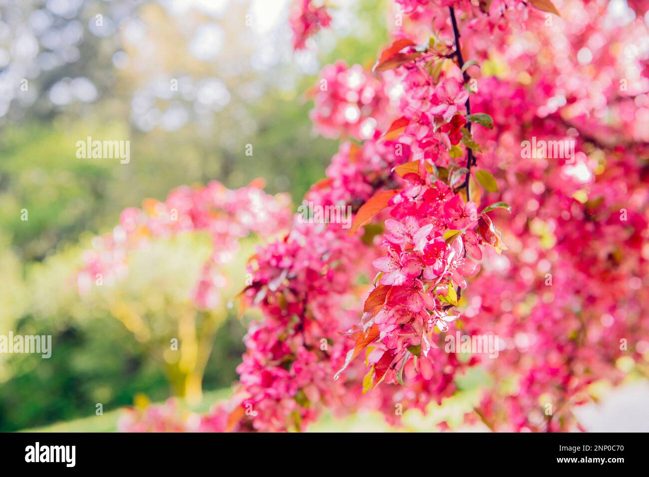Pink blossoming crabapple tree branches in spring Stock Photo - Alamy