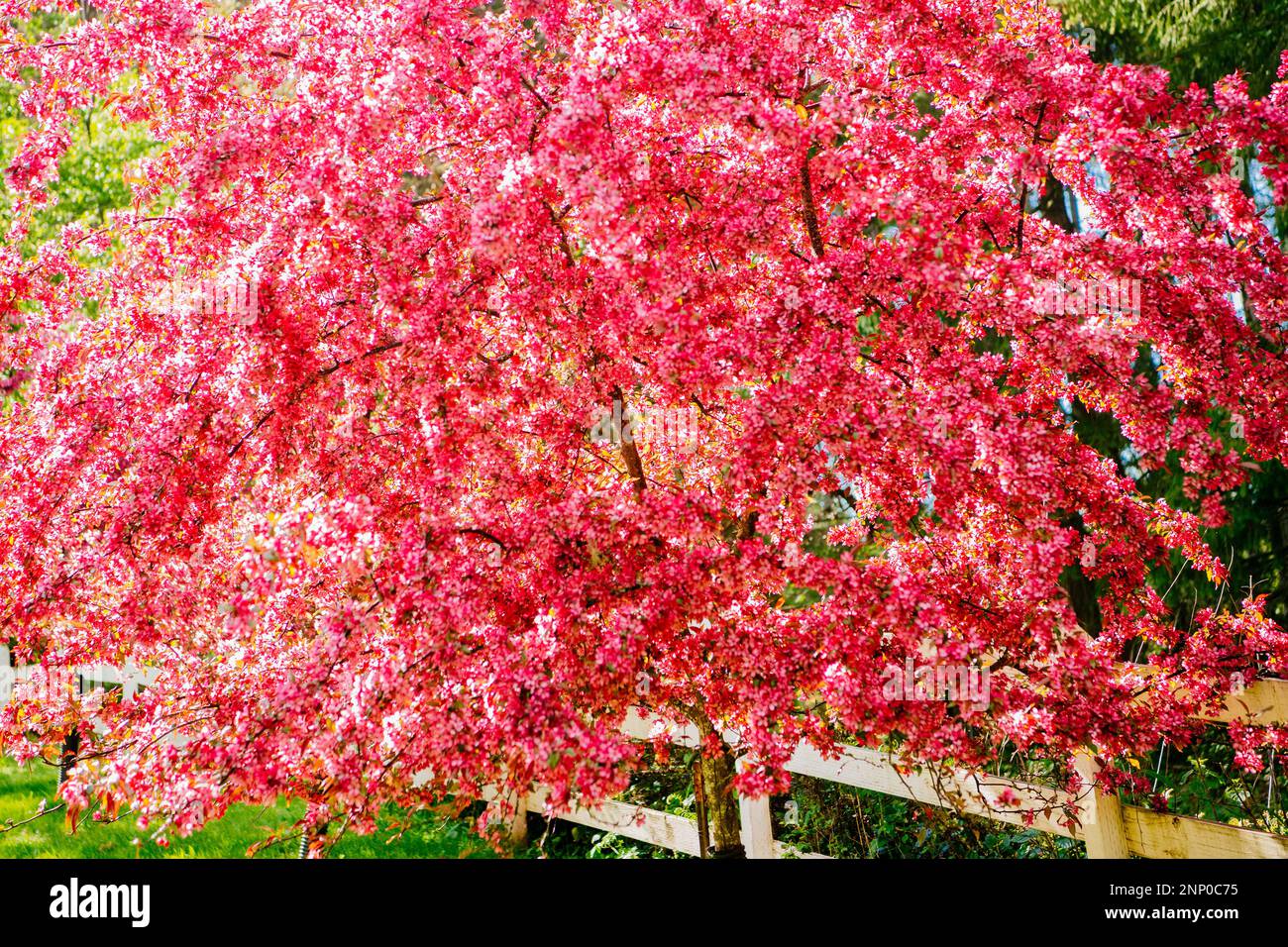 Pink blossoming crabapple tree by wooden fence Stock Photo - Alamy