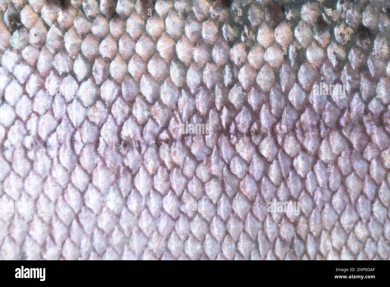Pattern texture of trout skin. Macro shot rainbow trout skin surface ...