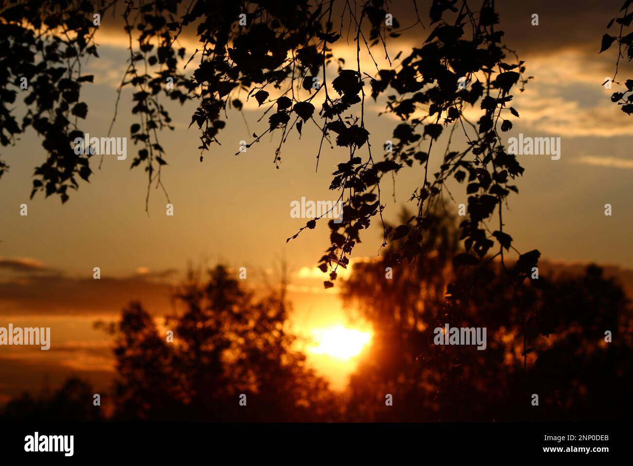 Golden tree crowns hi-res stock photography and images - Alamy