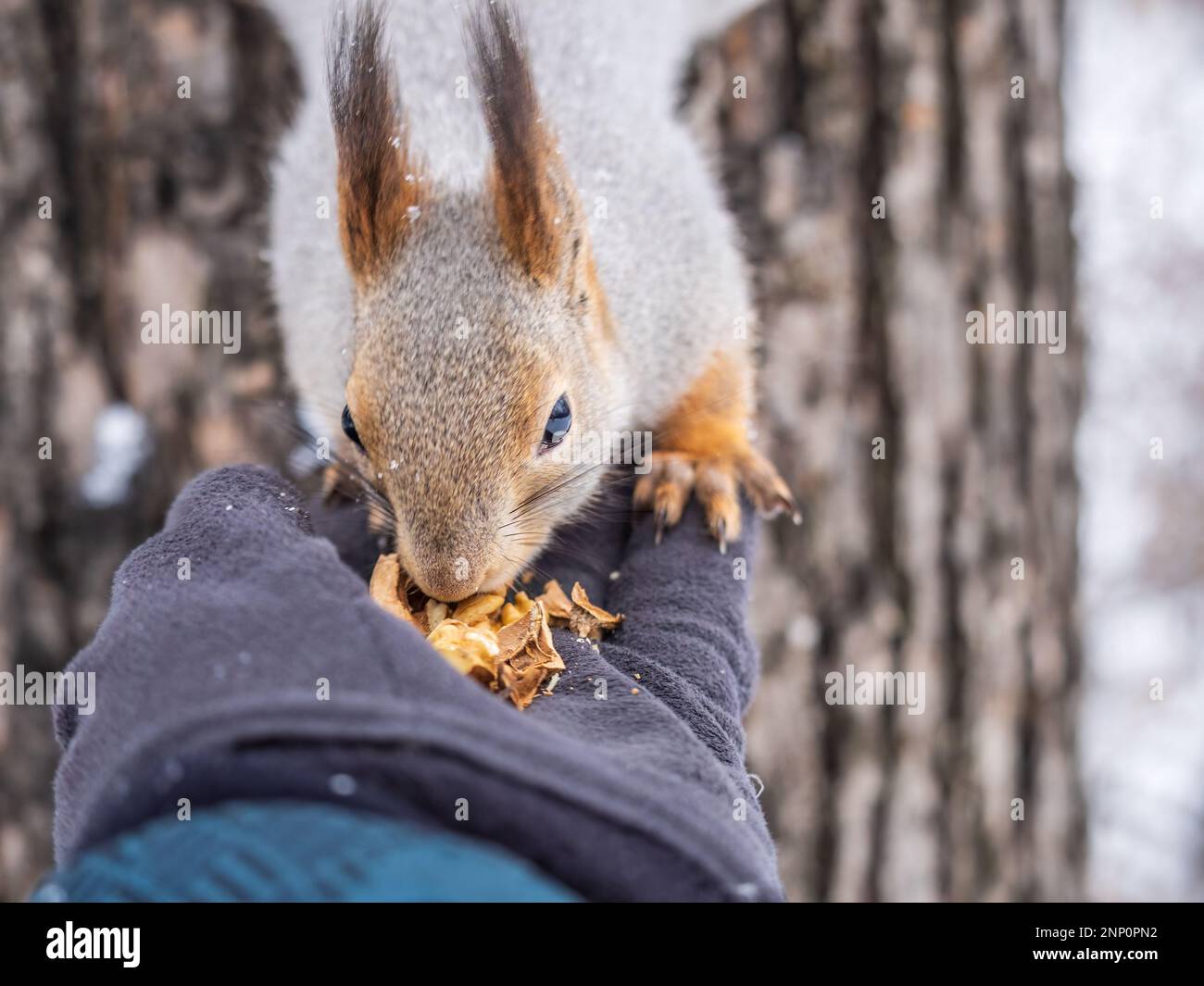 Squirrel in the winter eating nuts from a man's hand. Caring for ...