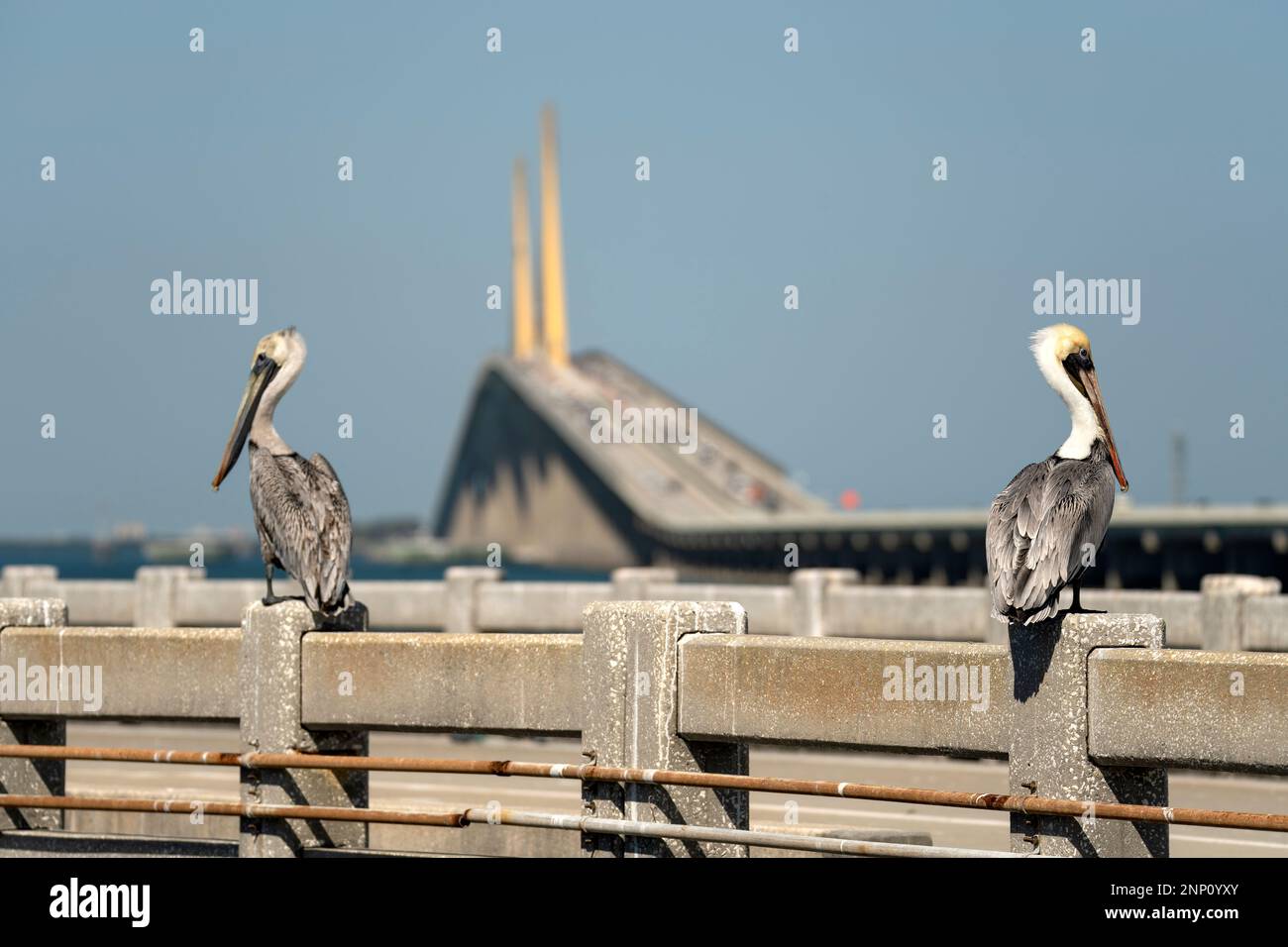 Pelican bird perching on railing in front of Sunshine Skyway Bridge ...