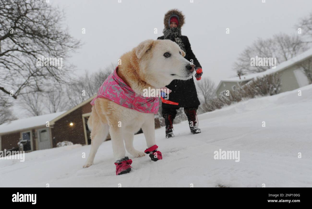 MaryLou Manola, of Palatine, walks her dog Tasha in the early morning ...