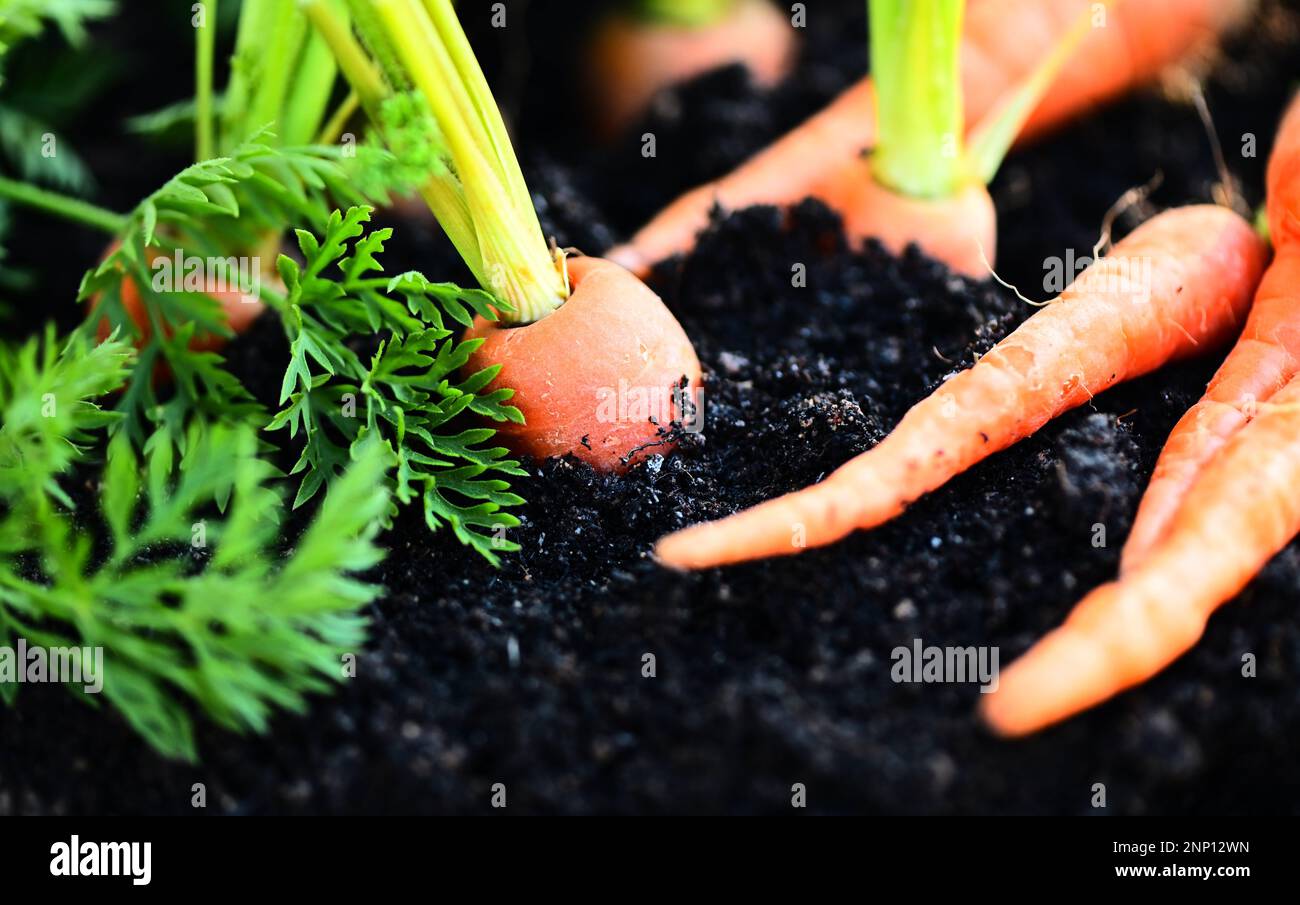 carrots growing in the soil organic farm carrot on ground , fresh ...