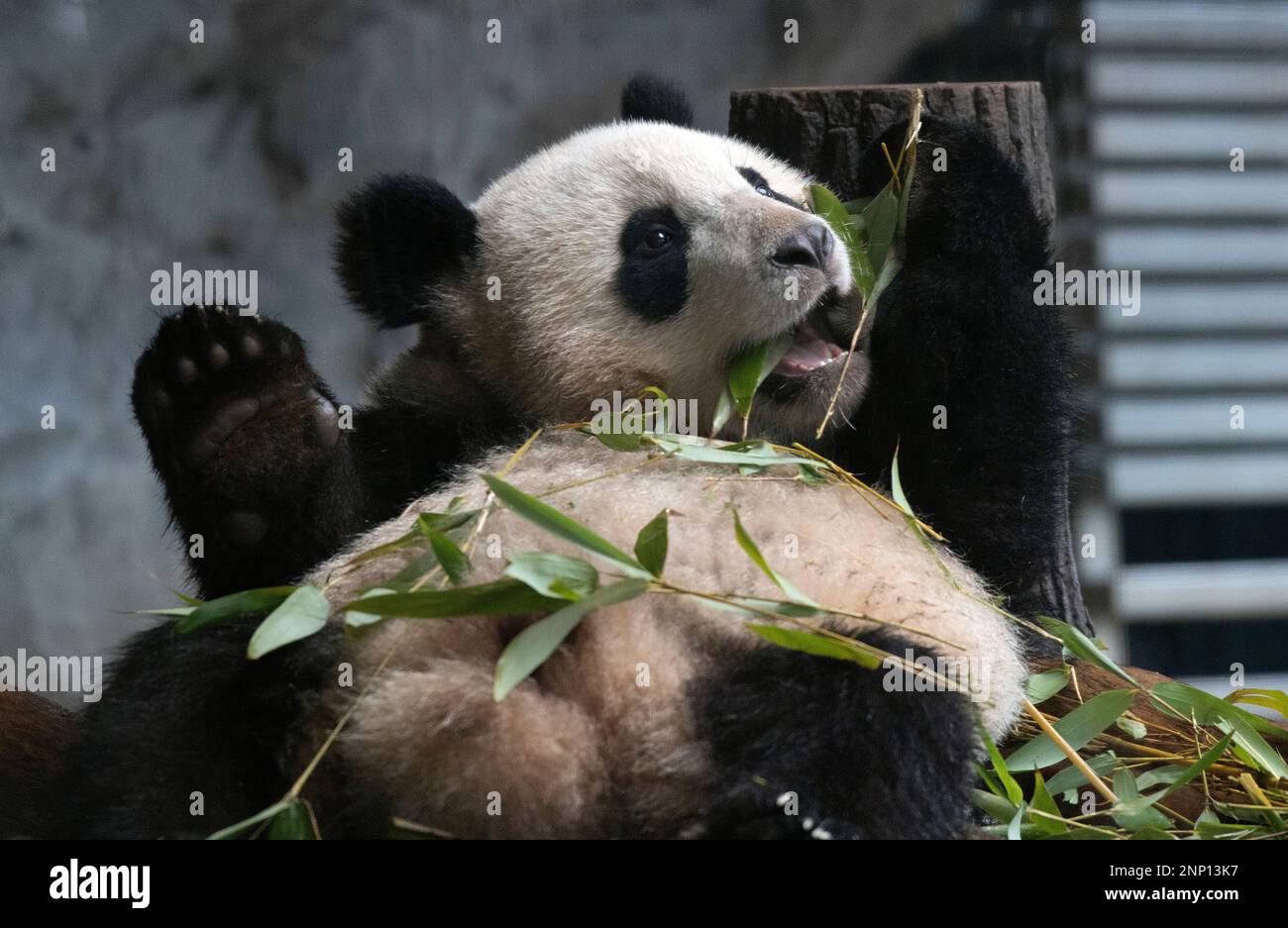 One of the two young pandas at Berlin zoo, Monday Jan. 25, 2021. (Paul ...