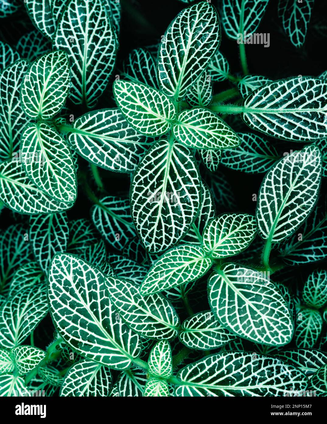 Natural plant garden hi-res stock photography and images - Alamy