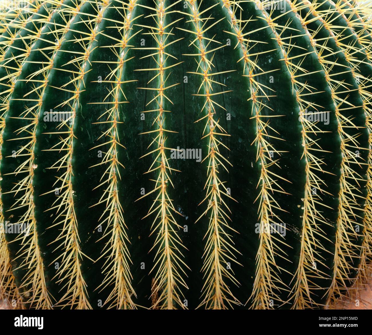 Cactus botanical hi-res stock photography and images - Alamy