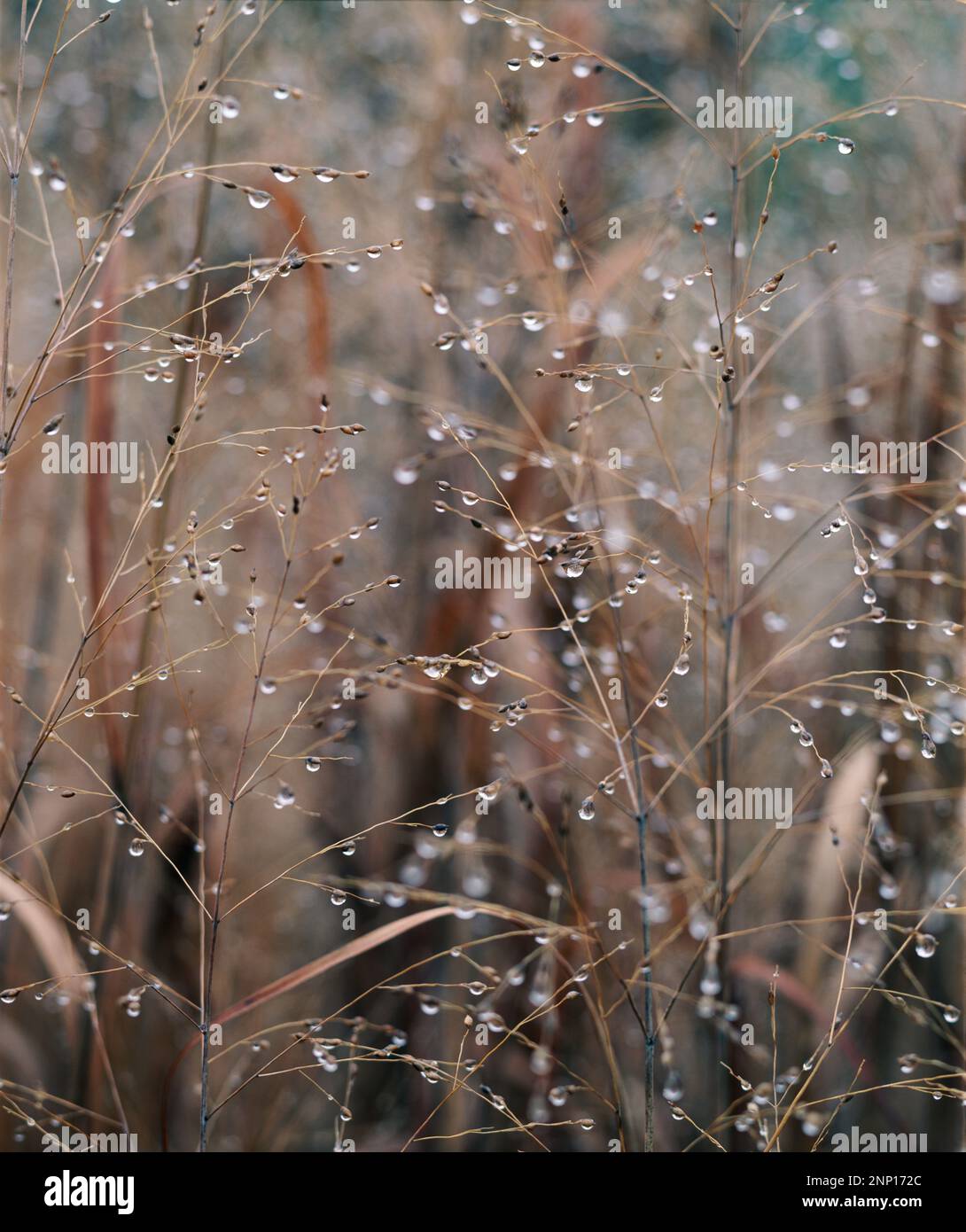 Close Up of Switch Grass in Botanical Gardens, Georgia, USA Stock Photo ...