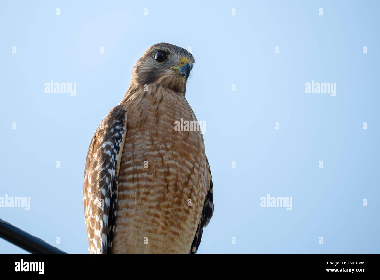 The red-shouldered hawk bird perching on electric cable looking for ...