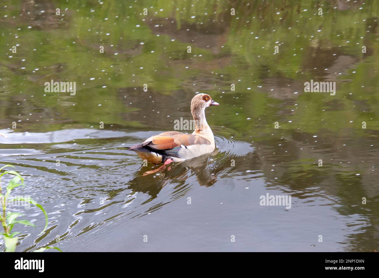 Goose swimming away from the side of a dam Stock Photo - Alamy