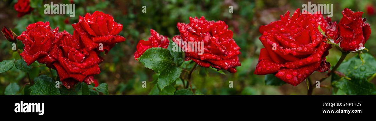 Raindrop on rose hi-res stock photography and images - Alamy