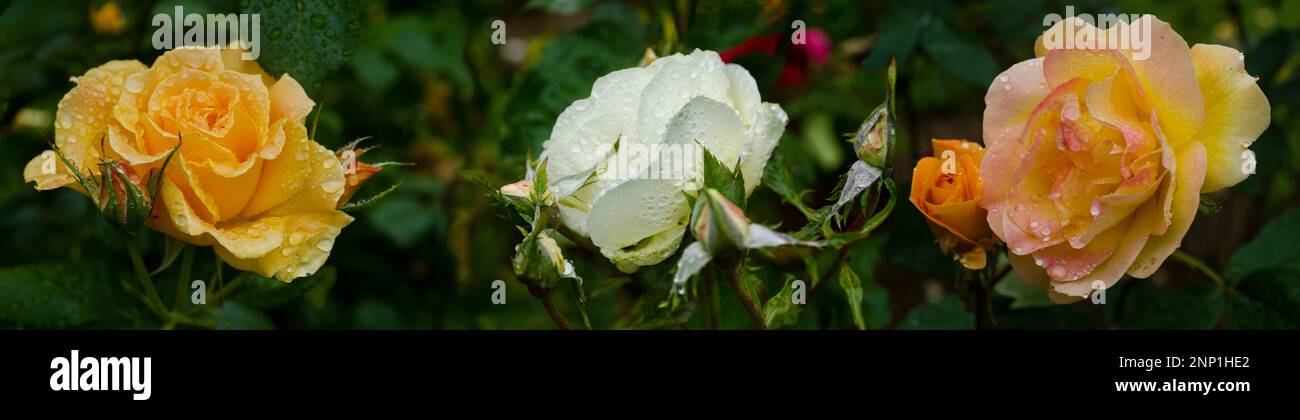 Spring roses, Seattle, Washington, USA Stock Photo - Alamy