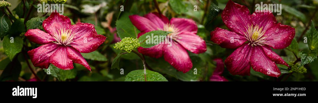 Spring rain on Leather Flower, Seattle, Washington, USA Stock Photo - Alamy