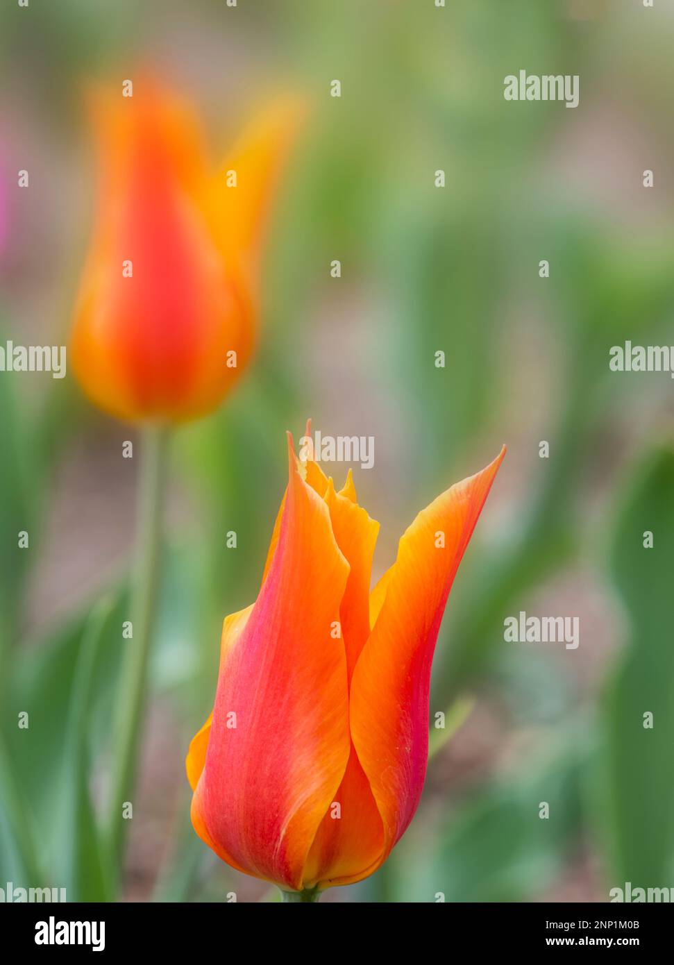 Head tulip hi-res stock photography and images - Alamy
