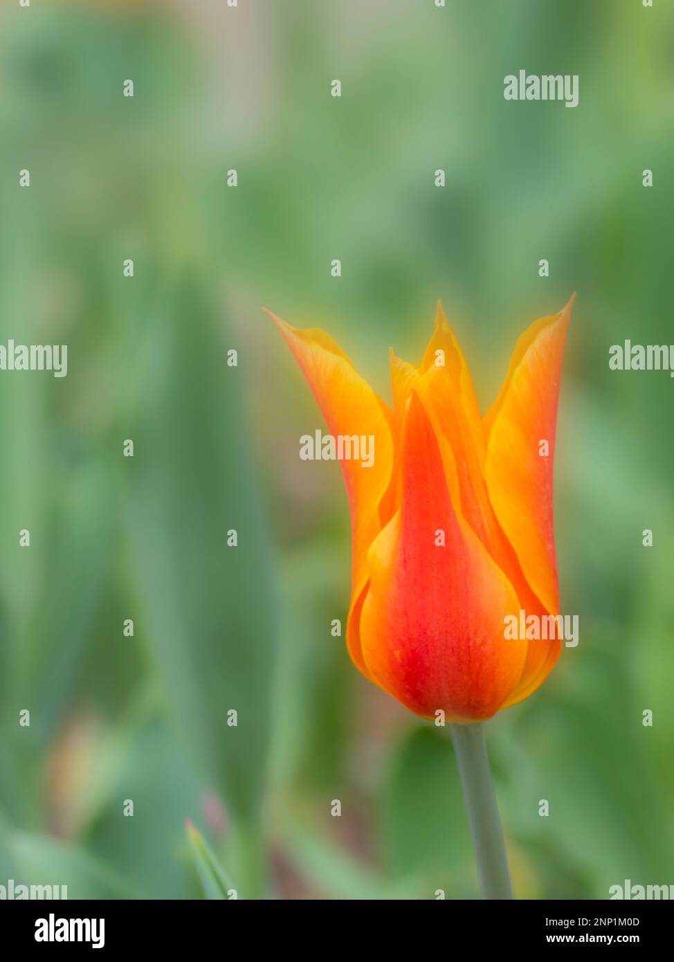 Head tulip hi-res stock photography and images - Alamy