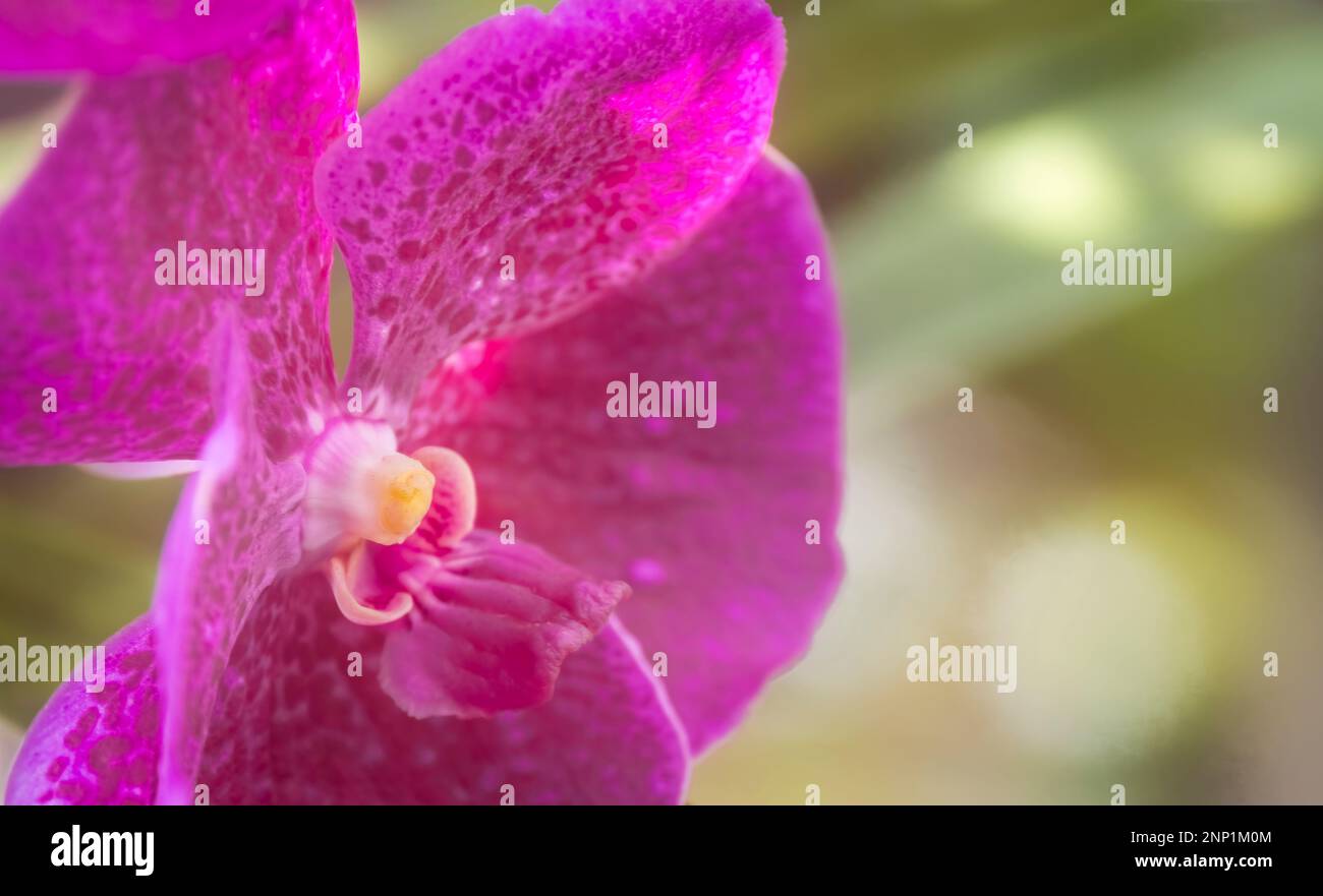 Delicate pink orchid flower hi-res stock photography and images - Alamy
