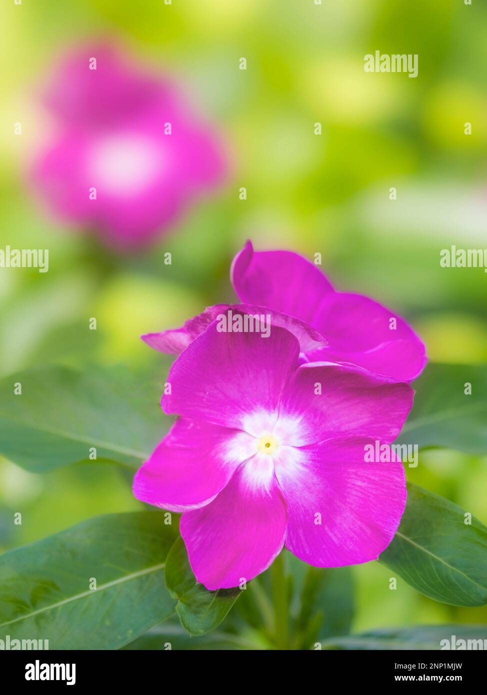 Delicate beauty of hi-res stock photography and images - Alamy