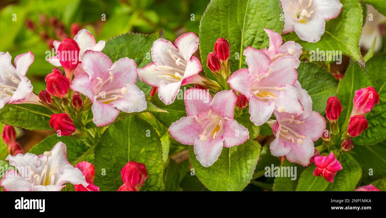 Flower daytime horizontal leaf hi-res stock photography and images - Alamy