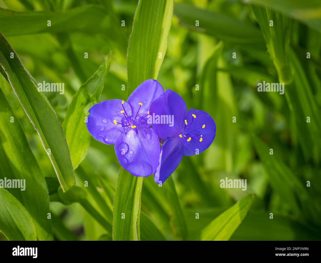 Spiderwort plant hi-res stock photography and images - Alamy