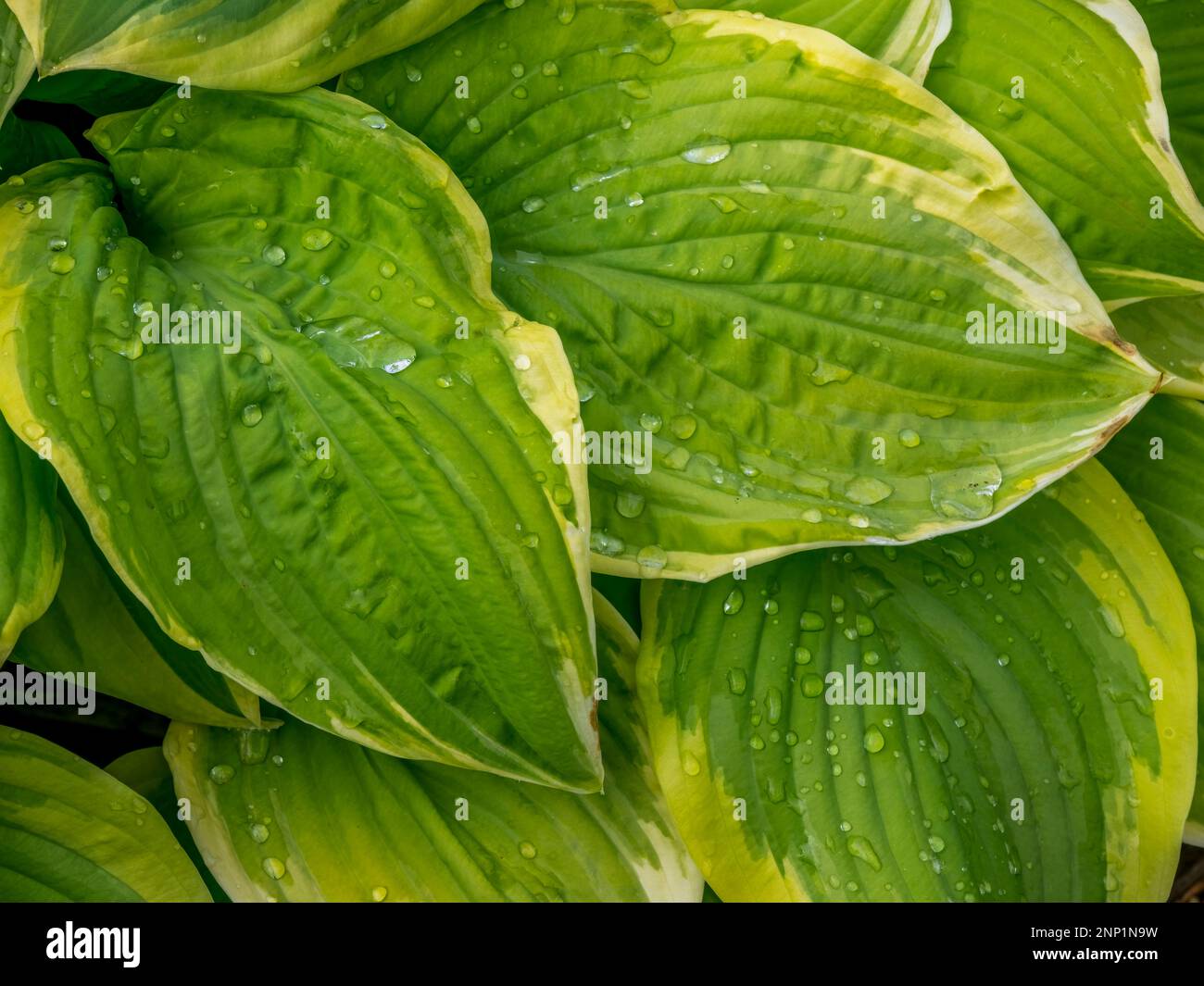How to plant hostas hi-res stock photography and images - Alamy