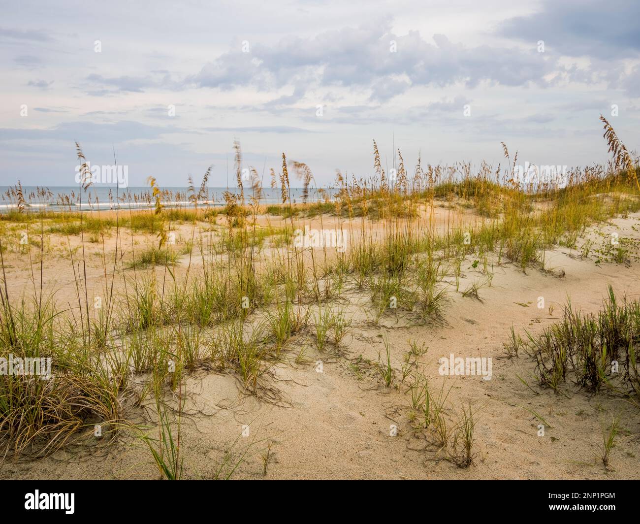 Sea Oats in sand dunes on St Augustine Beach, Atlanta Ocean, FL Stock ...