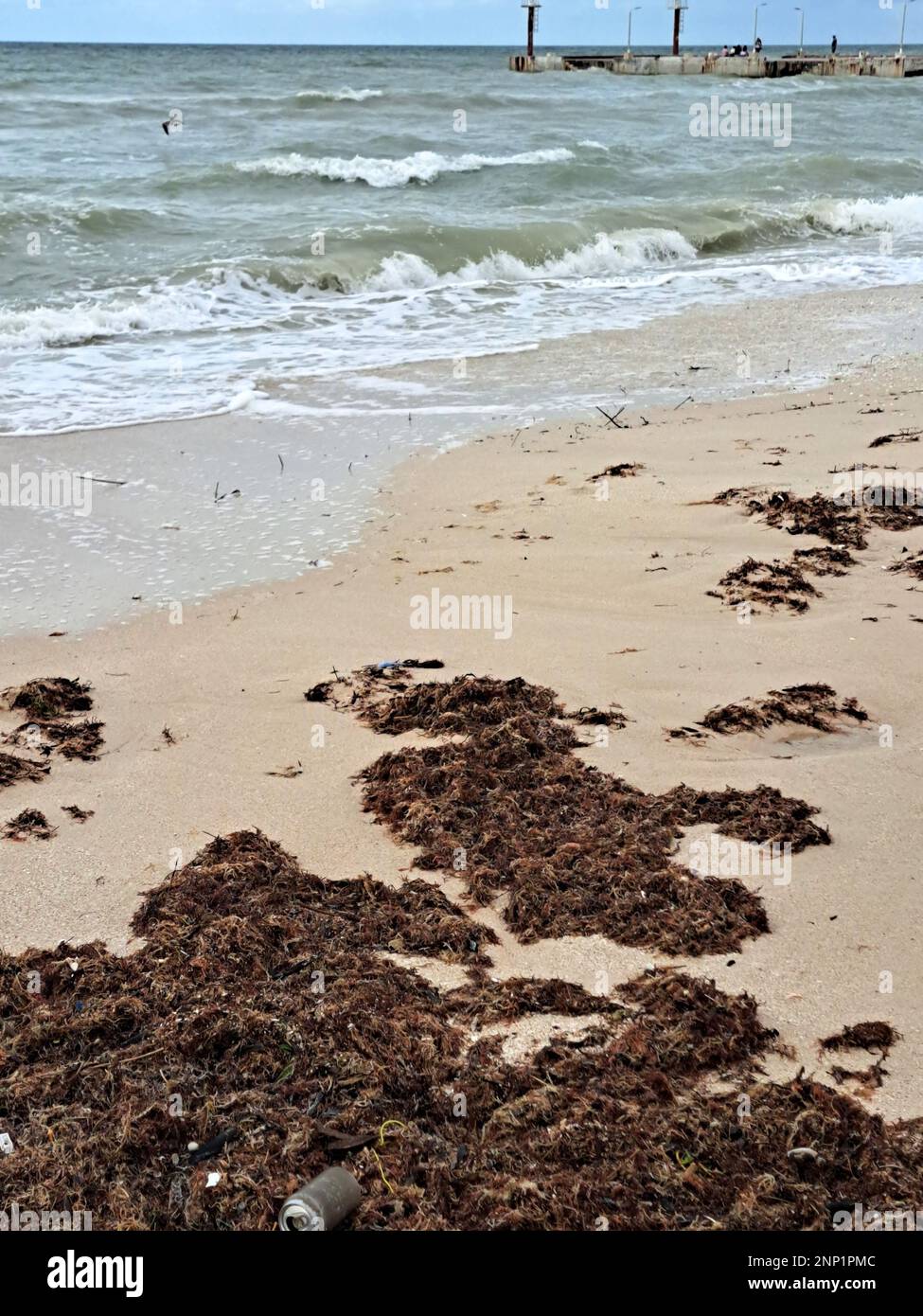Sargassum on the shore of the beach, a type of seaweed in the Caribbean ...