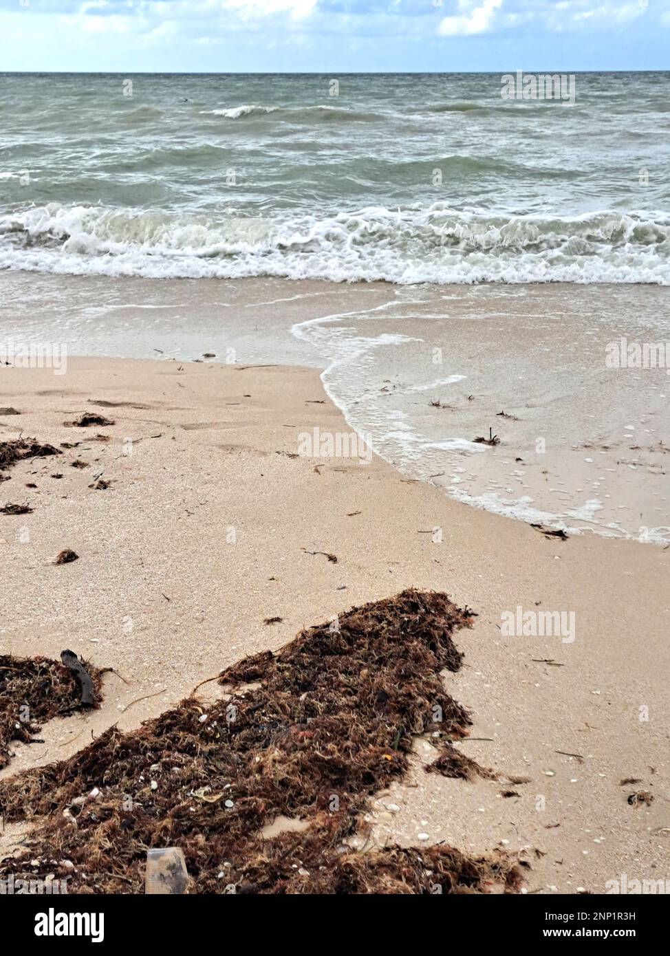 Sargassum on the shore of the beach, a type of seaweed in the Caribbean ...